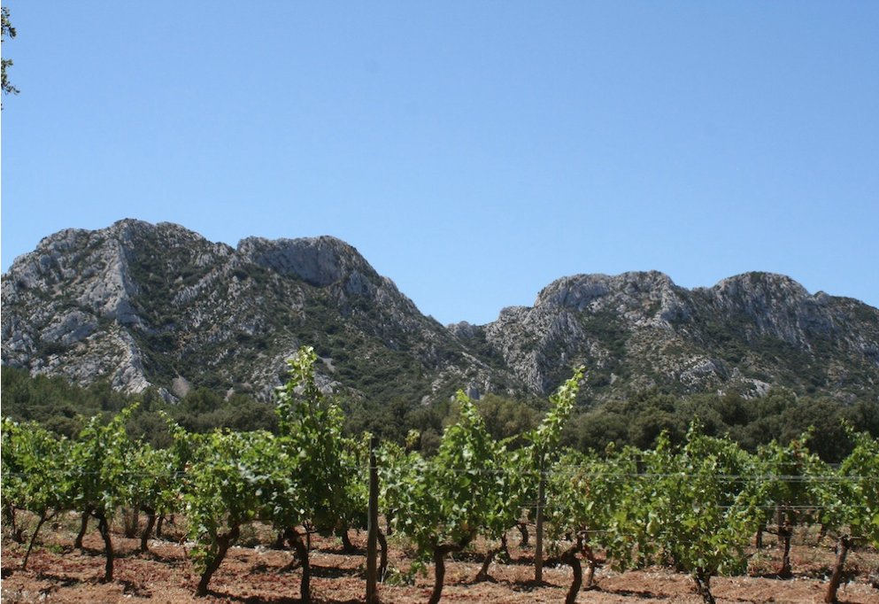 Une nouvelle vie au Domaine des Terres Blanches - L'Autre Cave